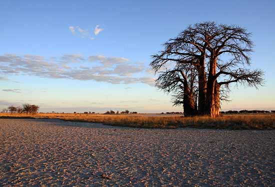 L'arbre africain le plus connu : le baobab - Baobab